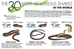 The 30 Most Venomous Snakes in the World - Shit Hot Infographics